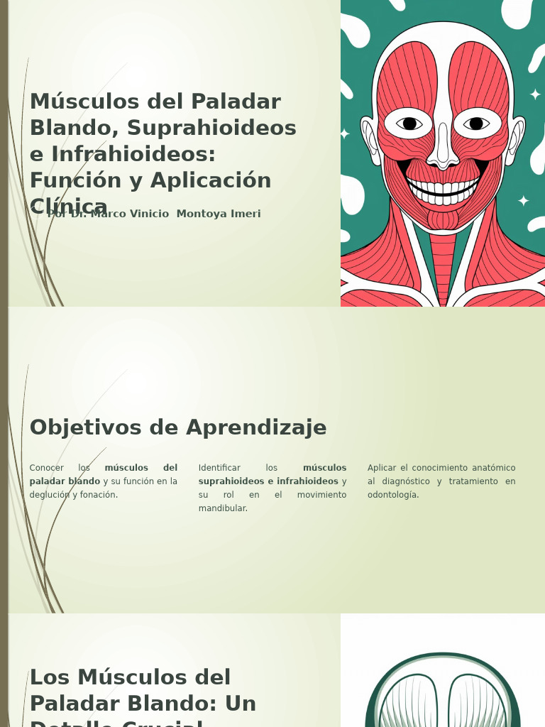 5 Músculos Del Paladar Blando | PDF | Laringe | Anatomía de los primates