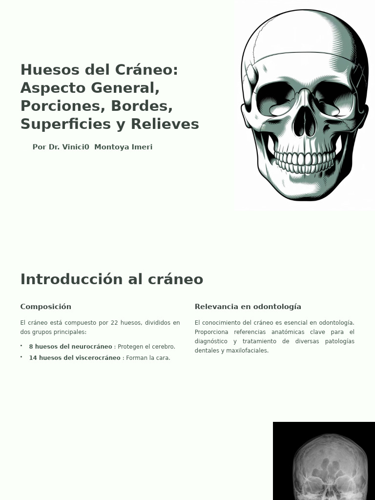 Huesos Del Cráneo Aspecto General Porciones Bordes Superficies y ...