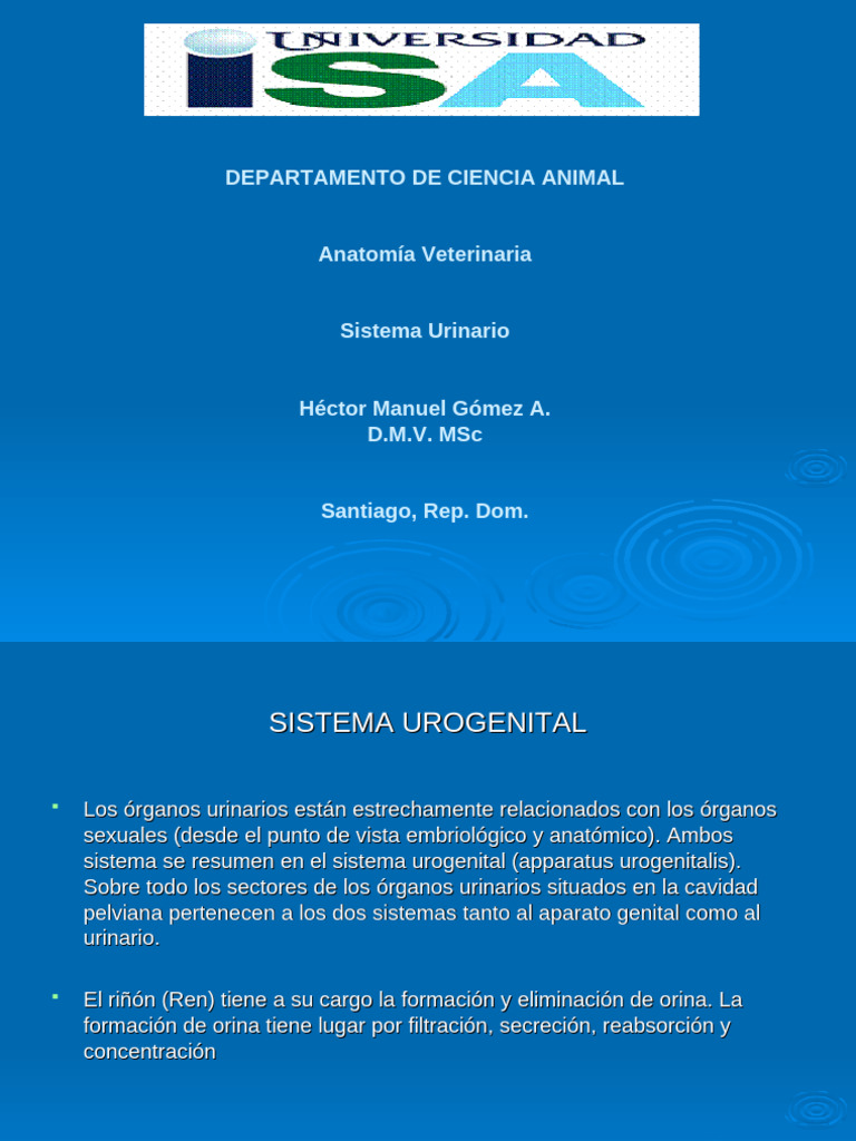 Sistema Urogenital | PDF | Riñón | Sistema urinario