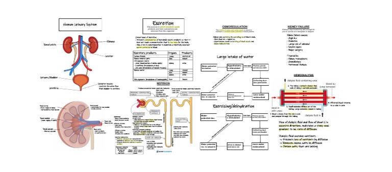 Biology Excretion in Human | PDF | Kidney | Urinary System