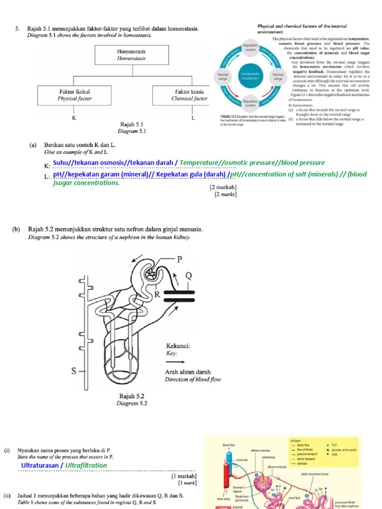 Homeostasis Q5 | PDF