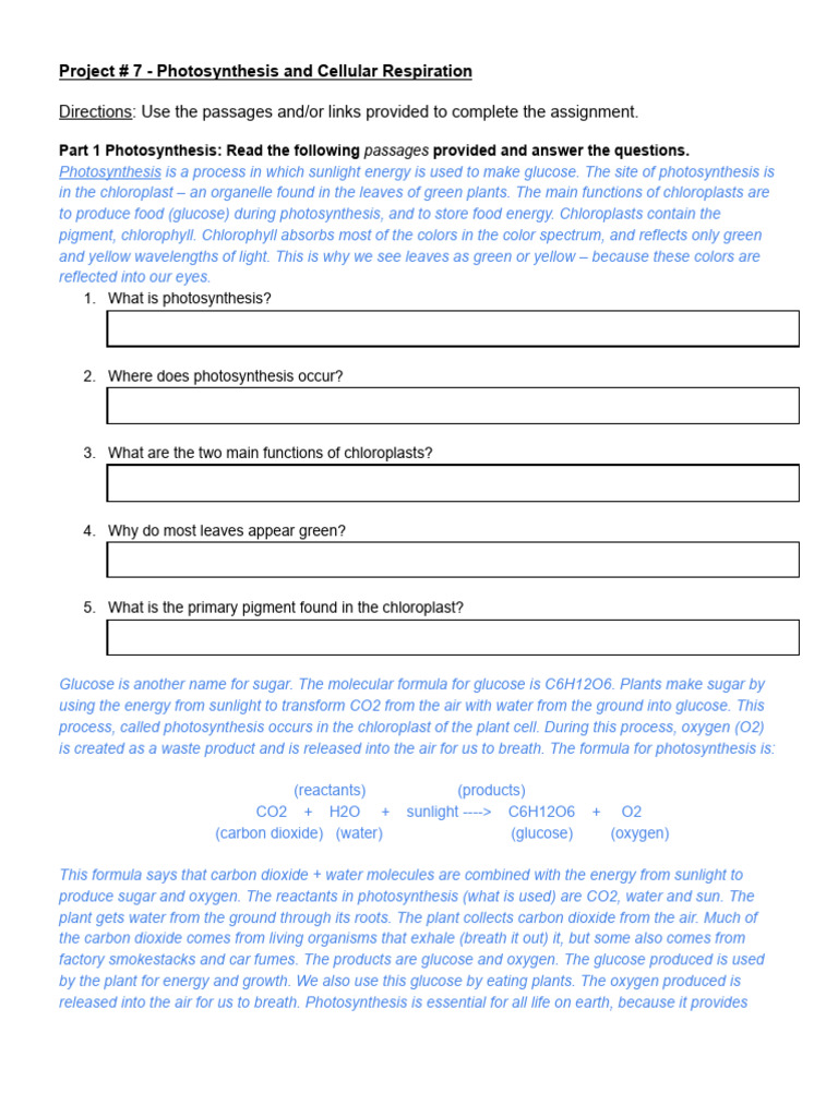 Christian Almeida Pereira - Project # 7 - Photosynthesis and | PDF ...