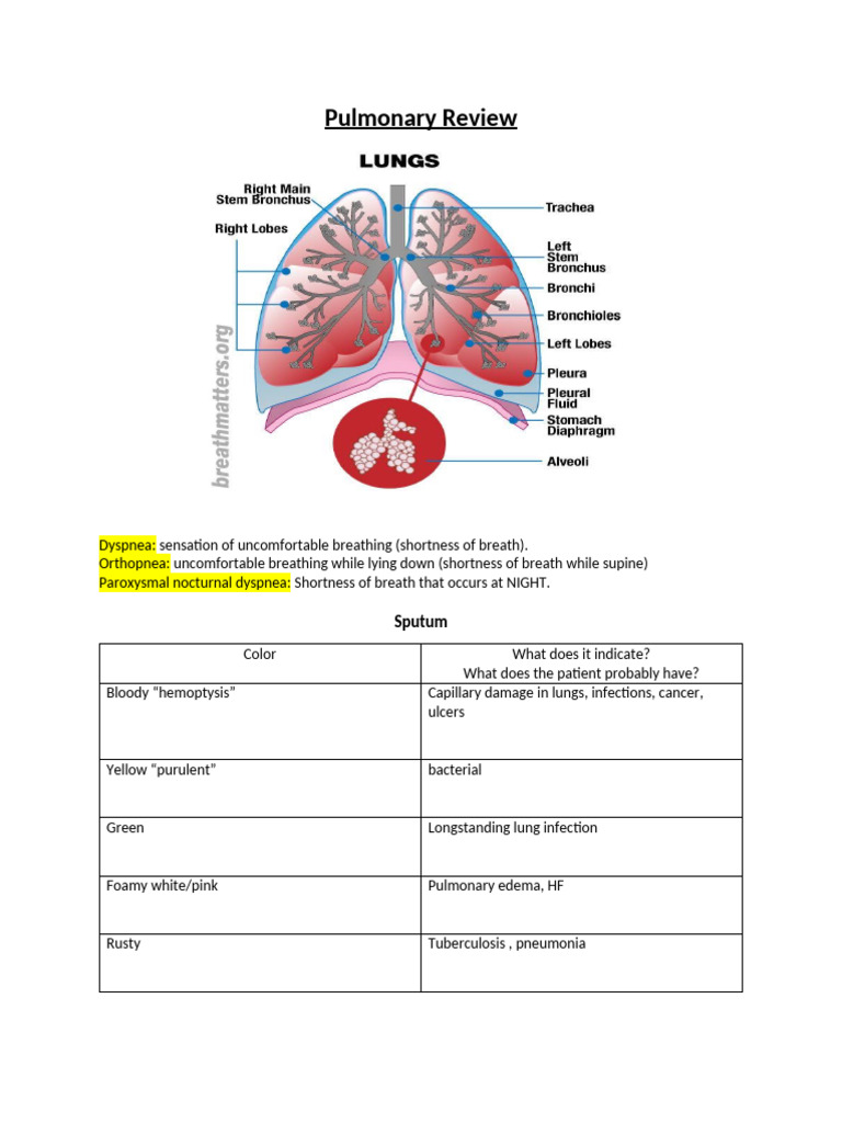 Pulmonary Review Worksheet (Student Copy) | PDF | Respiratory Diseases ...