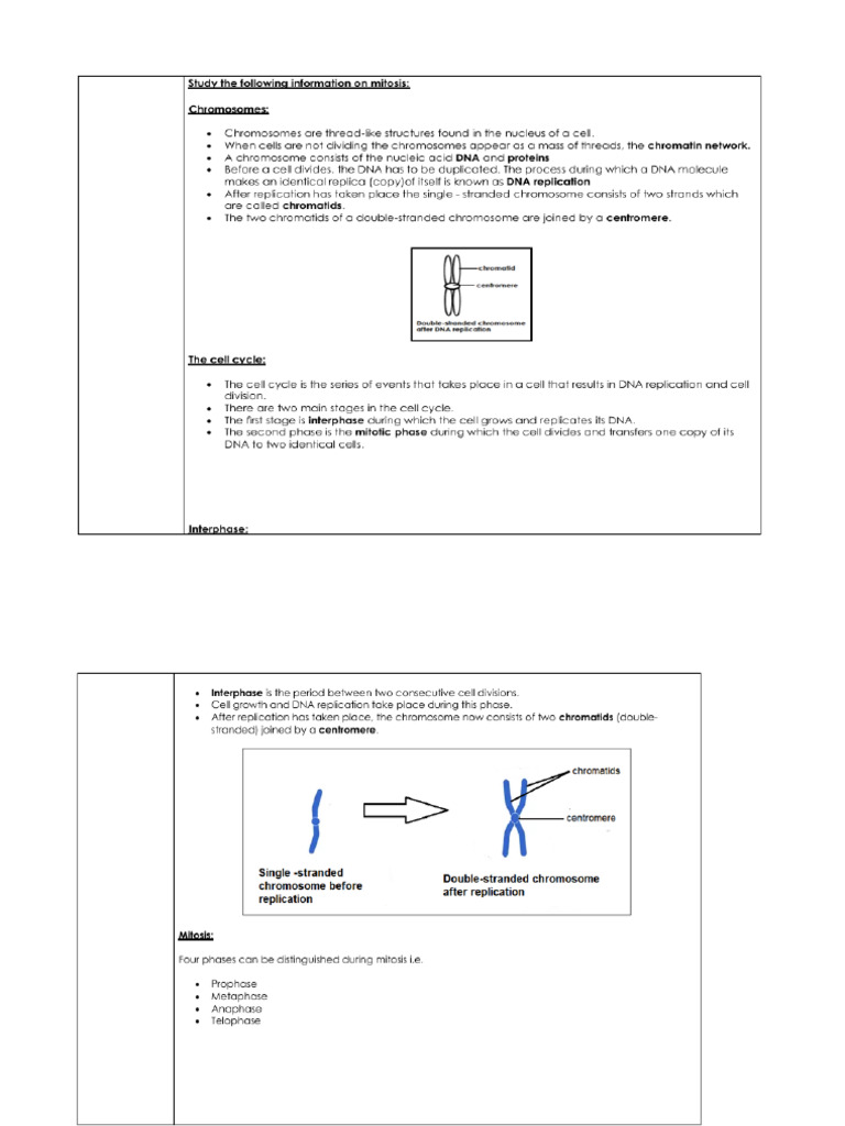 Mitosis Notes and Activities | PDF