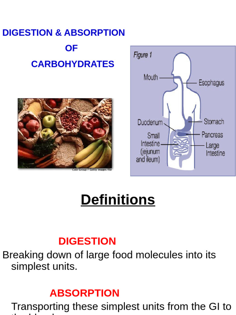 Carbohydrate Digestion and Absorption Guide | PDF | Digestion ...