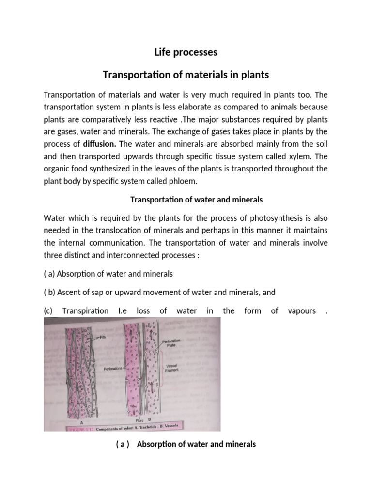 Plant Material Transportation Explained | PDF | Branches Of Botany ...