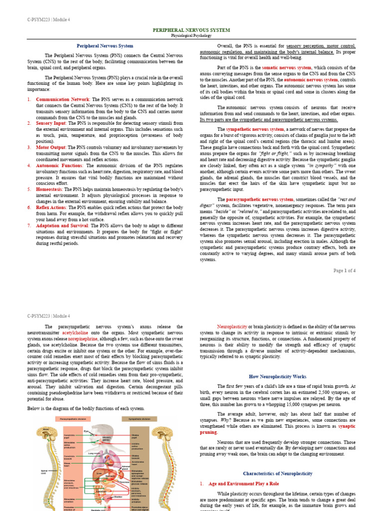 Understanding the Peripheral Nervous System | PDF | Nervous System ...