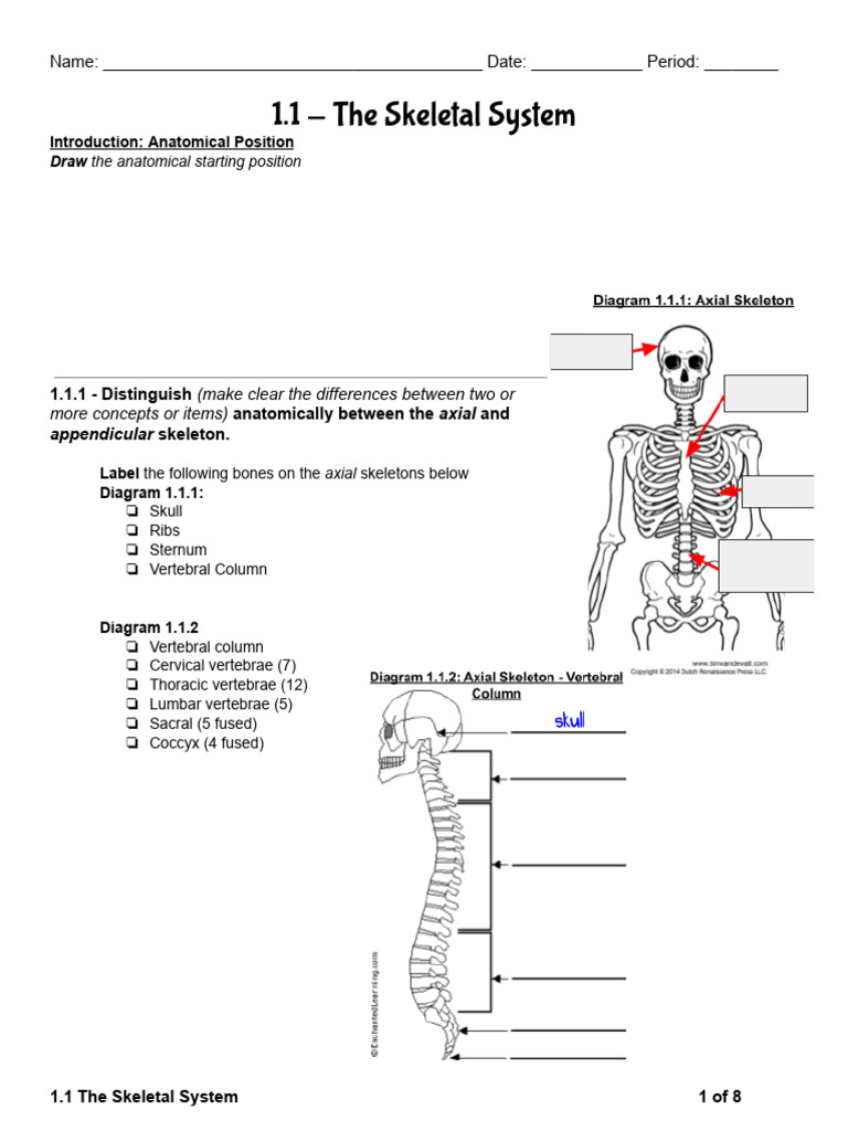 1.1 The Skeletal System Notes | PDF | Skeleton | Bone
