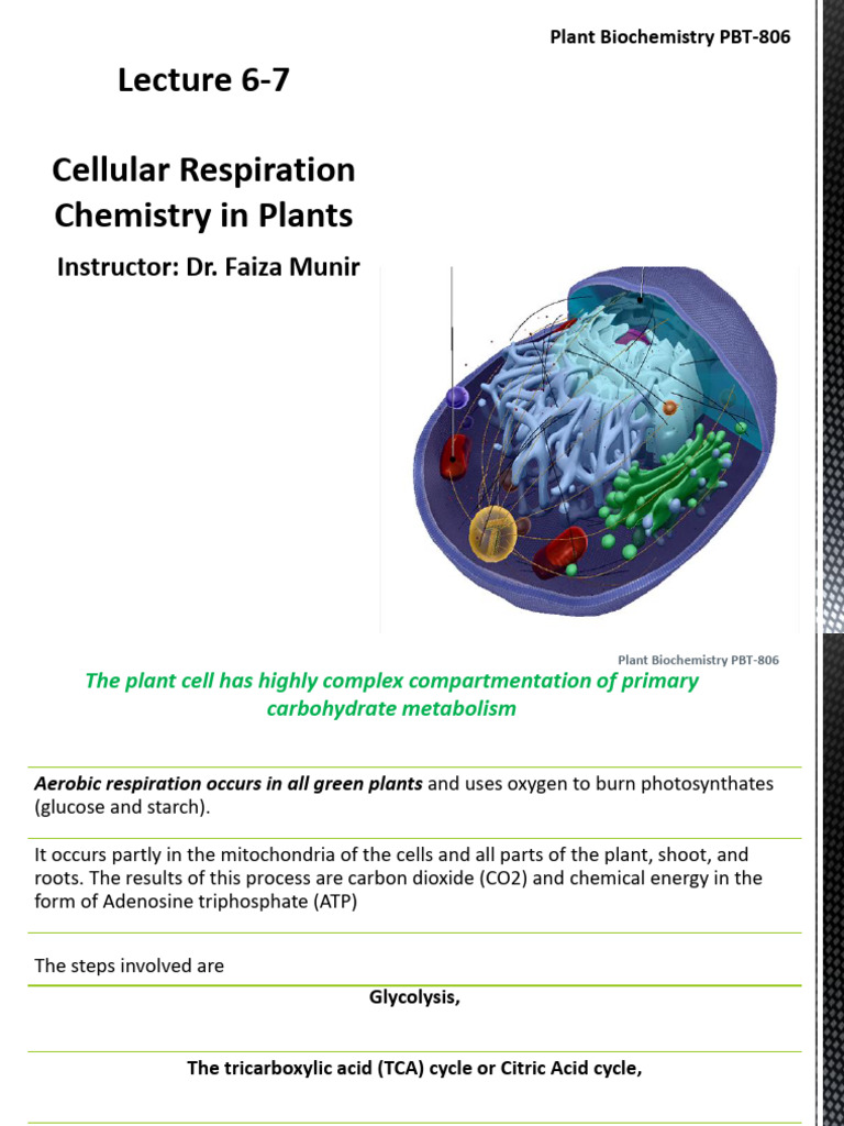 Lecture 06-7 (Plant Cellular Respiration) | PDF | Cellular Respiration ...