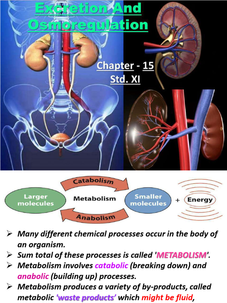 Excretion and Osmoregulation | PDF | Kidney | Angiotensin