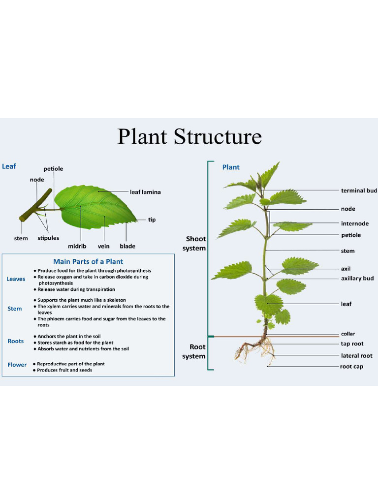Plant Structure | PDF