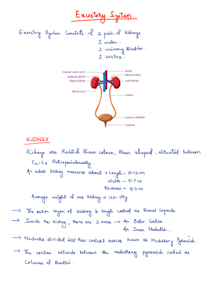 Excretory System | PDF