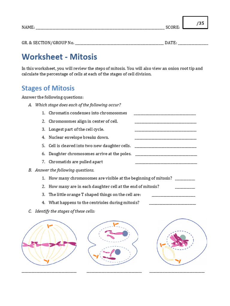 Mitosis Worksheet | PDF