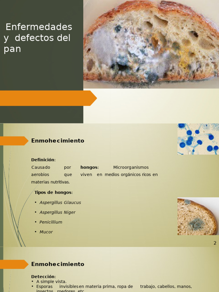 Enfermedades y defectos de pan | PDF | Panes