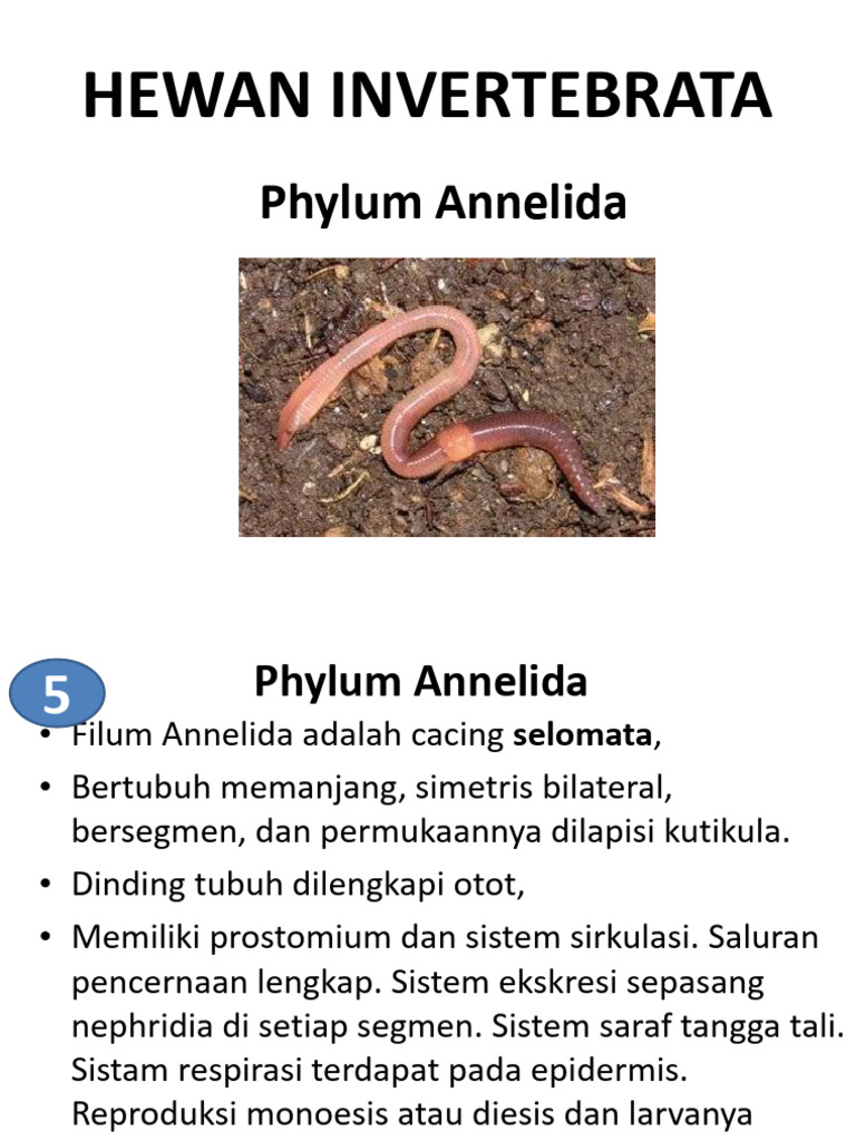 INVERTEBRATA Annelida | PDF
