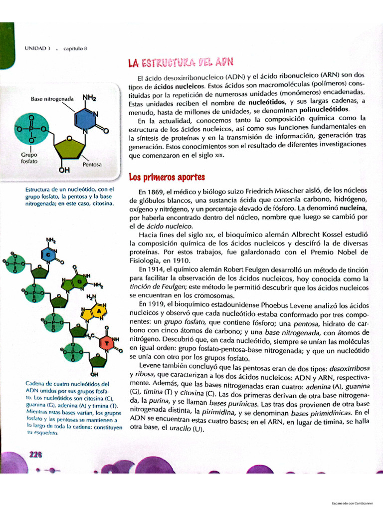 Adn, Sintesis de Proteinas y Genes | PDF