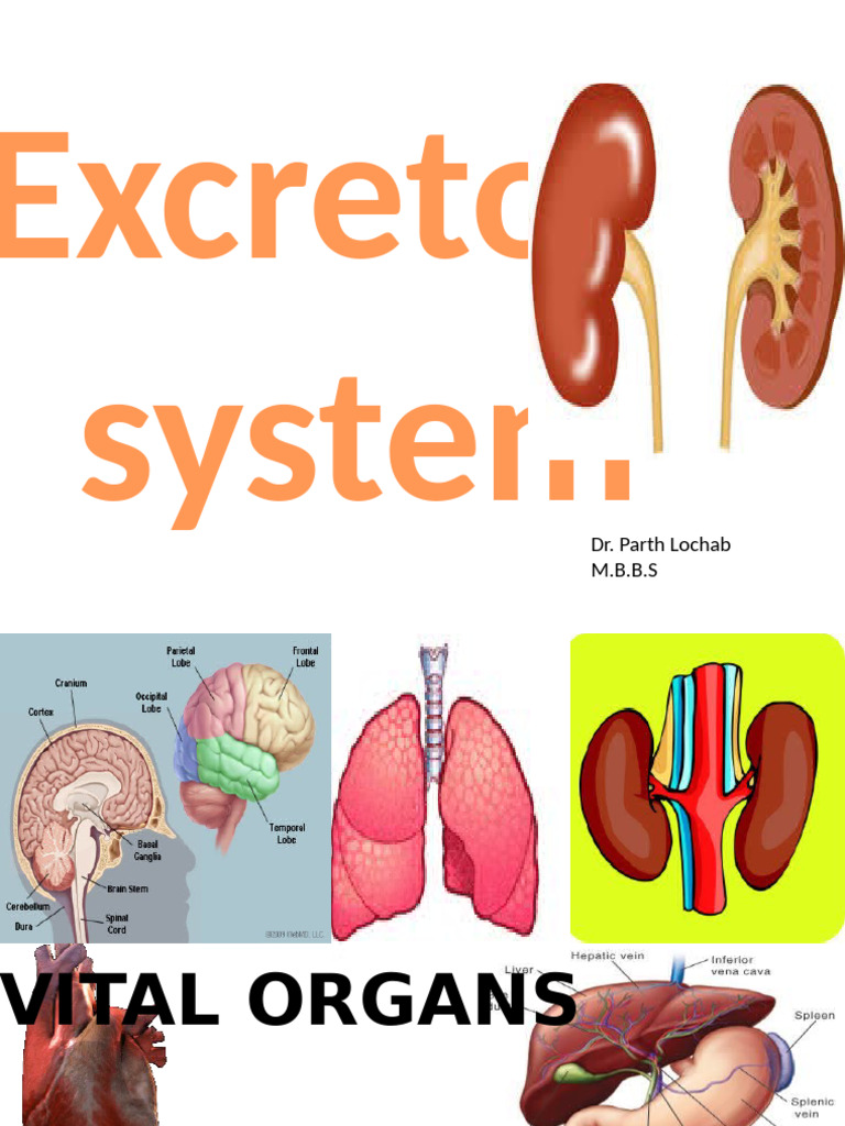 Anatomyofkidneys-160827153321 2 | PDF | Kidney | Animal Anatomy
