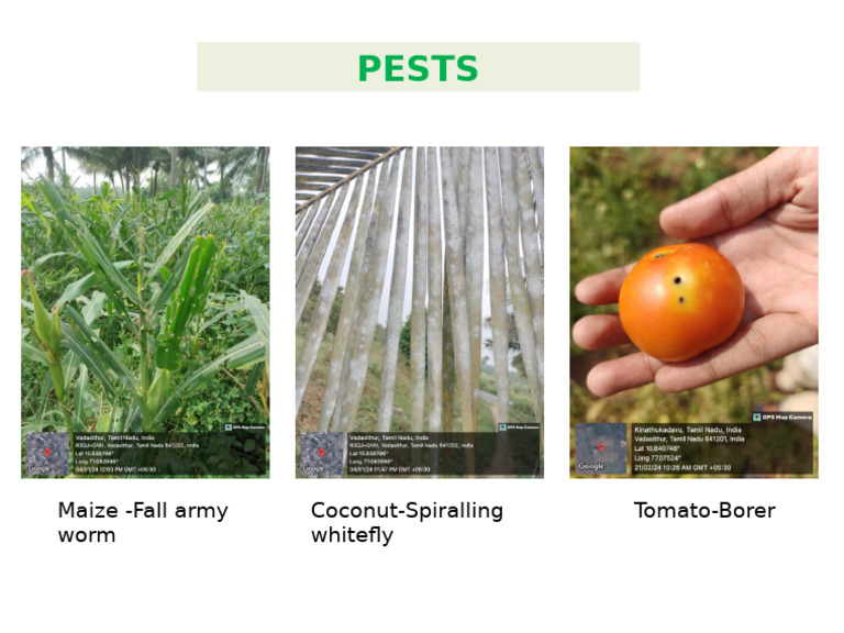 PESTS ppt | PDF