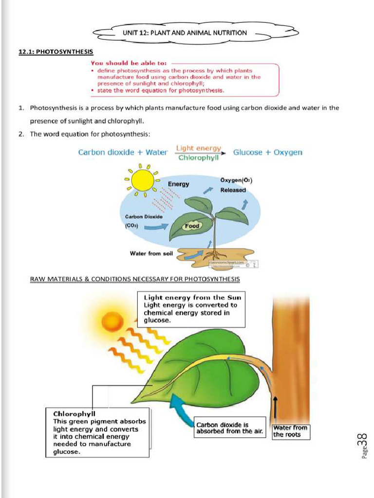 Photosynthesis Notes | PDF