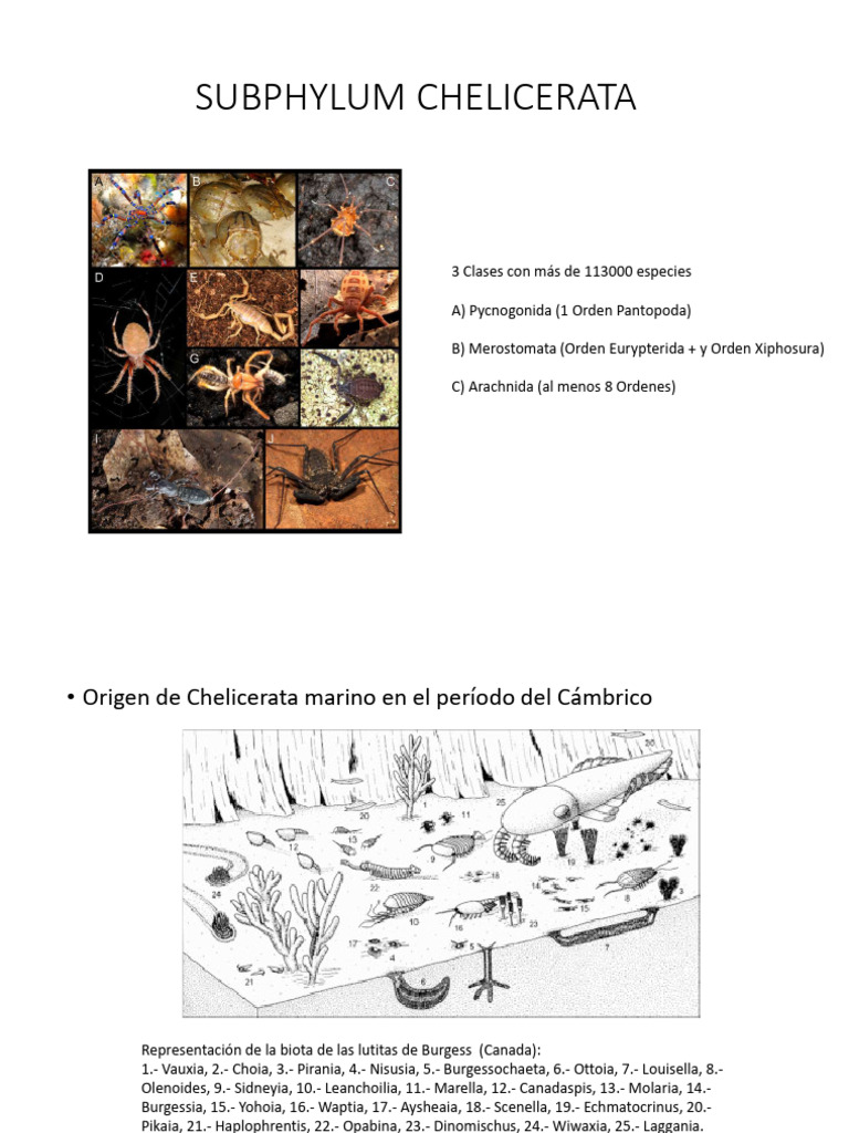 Clasificación y Evolución de Chelicerata | PDF | Araña | Artrópodos