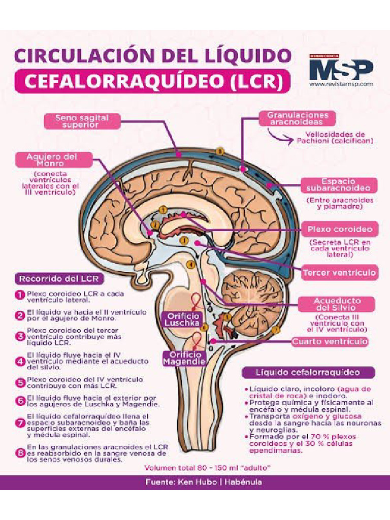 Circulación Del LCR | PDF