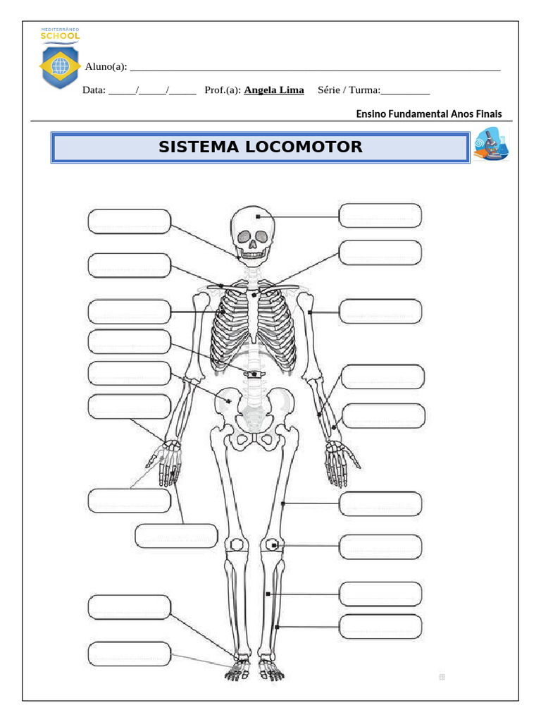Atividade Sobre O Sistema Locomotor Pdf