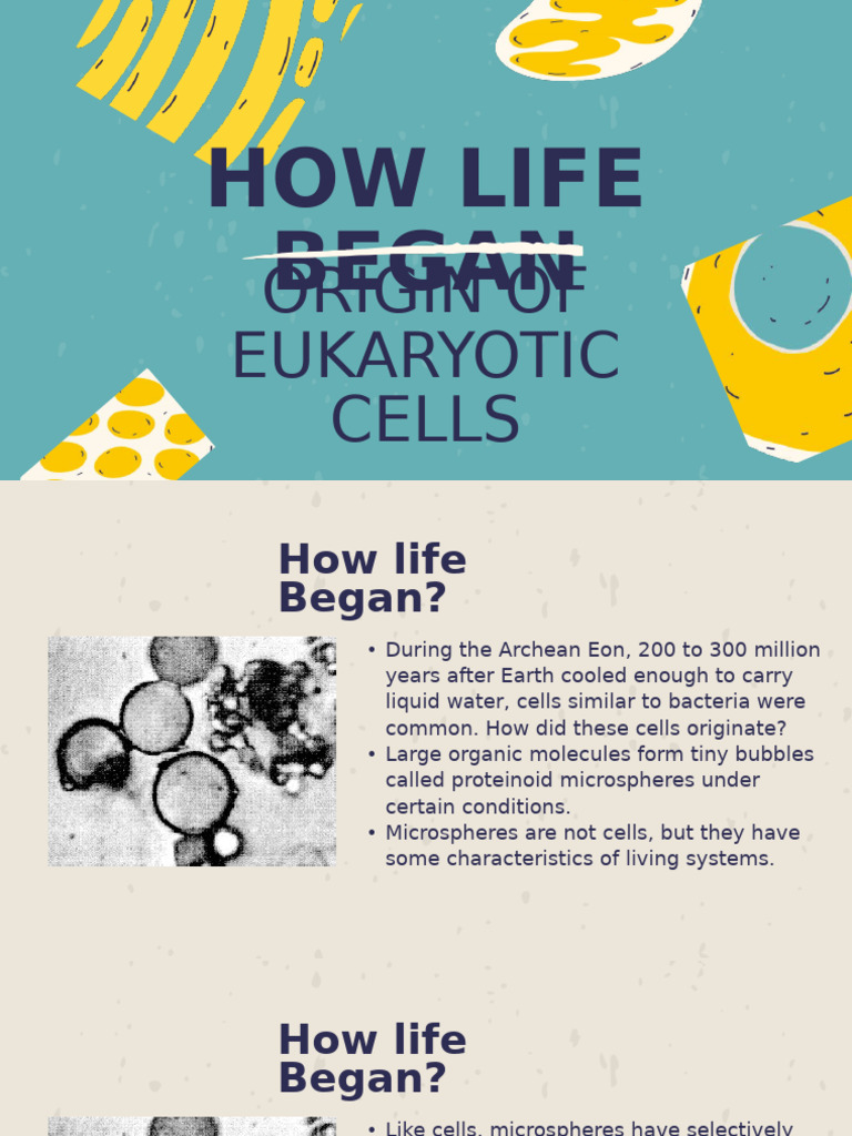Origins of Eukaryotic Cells Explained | PDF | Cell (Biology) | Prokaryote