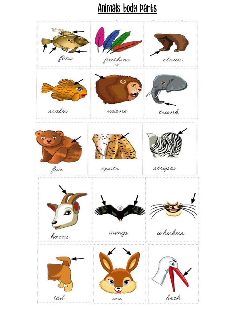 Animals Body Parts | PDF