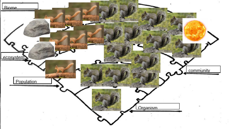 Copy of Build A Biome | PDF