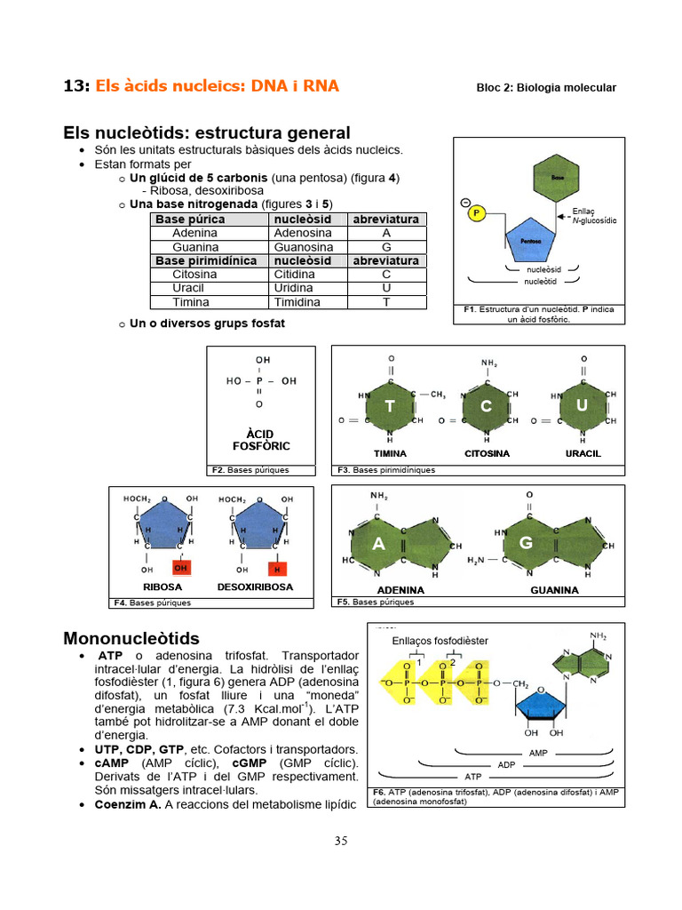 Àcids Nucleics | PDF
