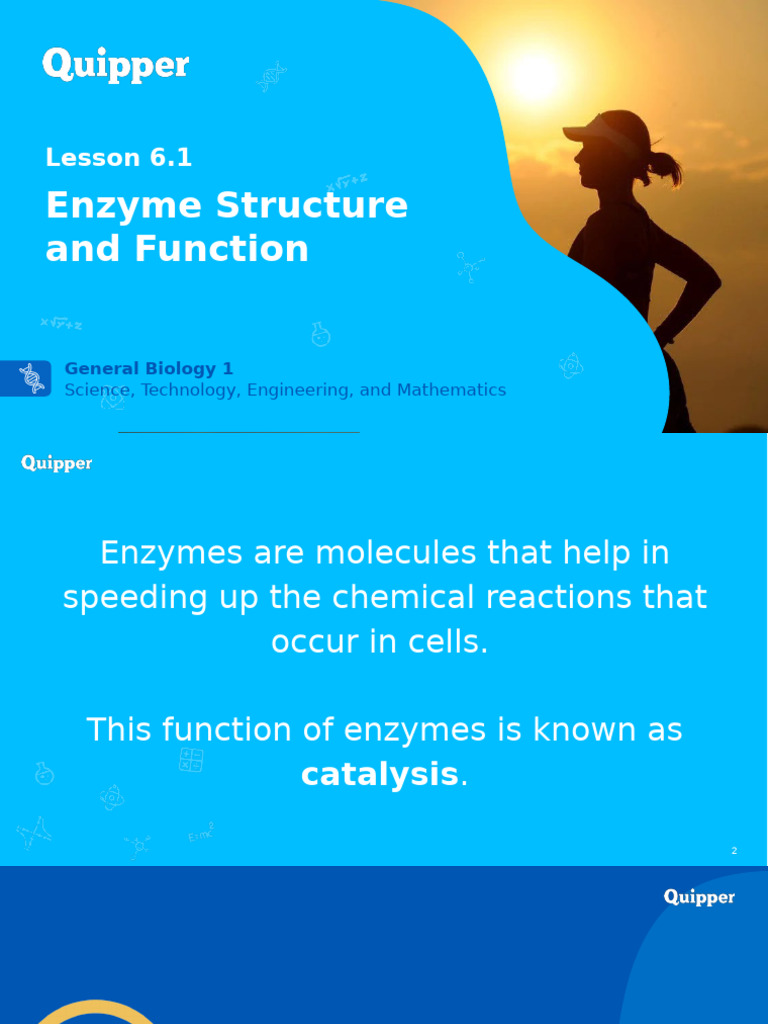 Enzyme Structure and Function Overview | PDF | Enzyme | Active Site