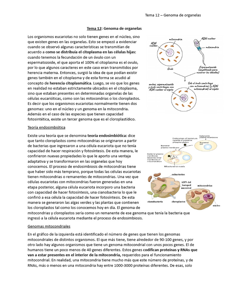 Tema 12 - Genoma de organelasdocx_241128_164429 | PDF | Mitocondria ...