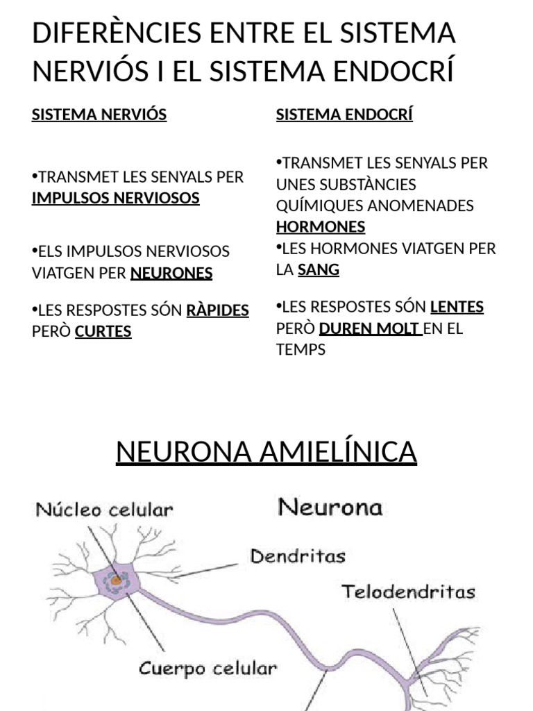 AP. Nervios | PDF