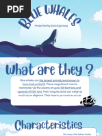 Blue Whale: Adaptations and Conservation | PDF | Whales | Cetacea