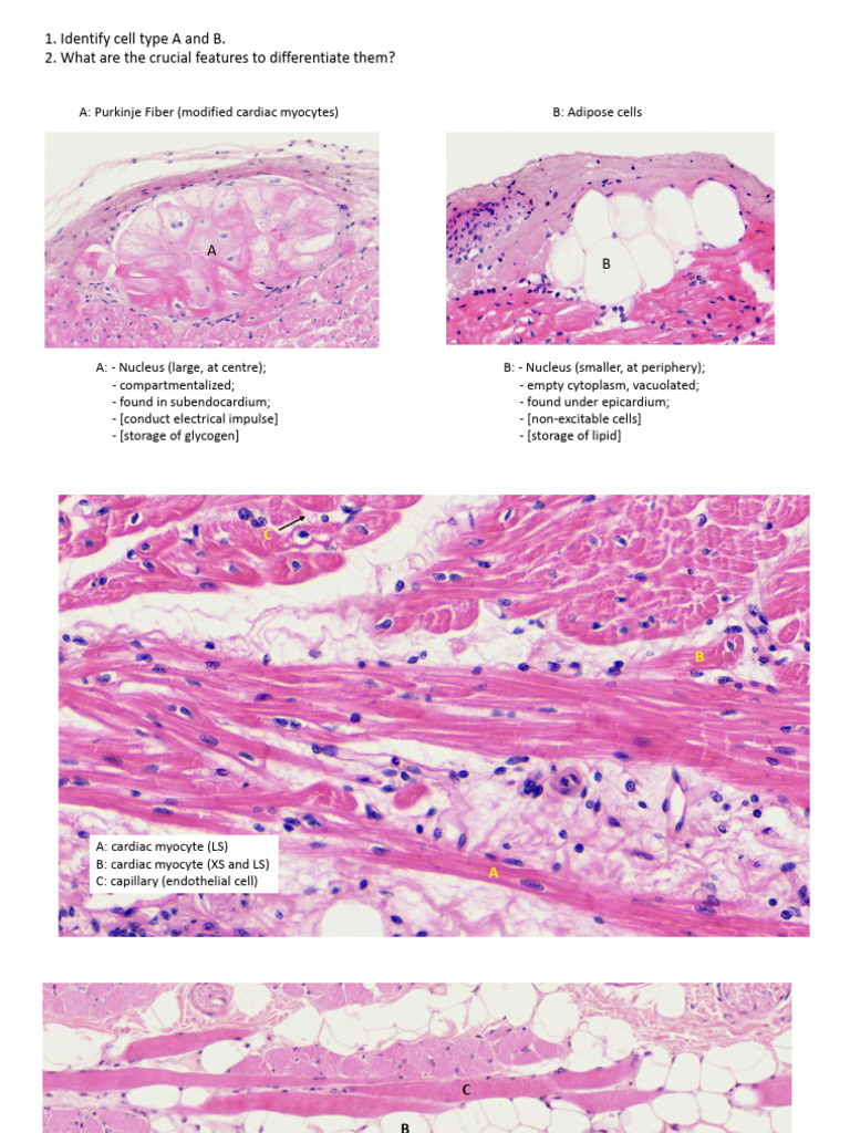 Muscular Tissues Quiz 2122 | PDF | Cardiac Muscle | Skeletal Muscle