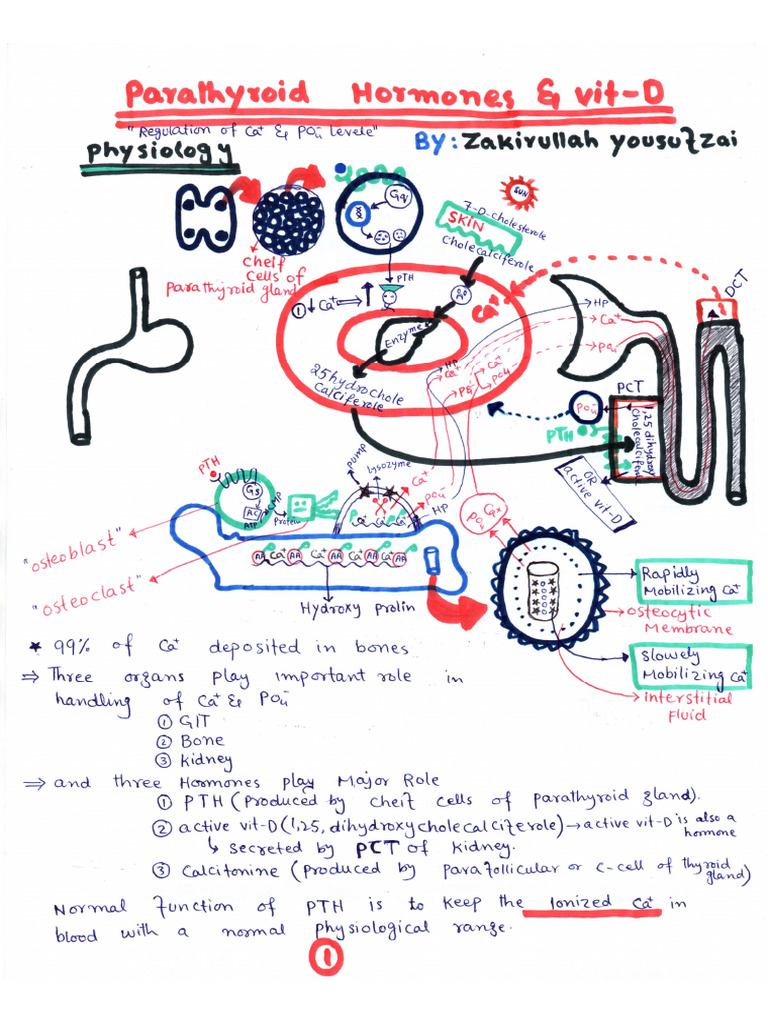4 Parathyroid Hormones | PDF