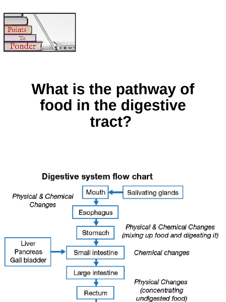 Digestive System and Enzymes Overview | PDF
