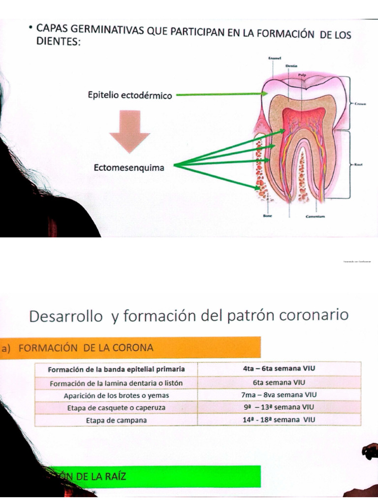 embriologia odontogenesis | PDF