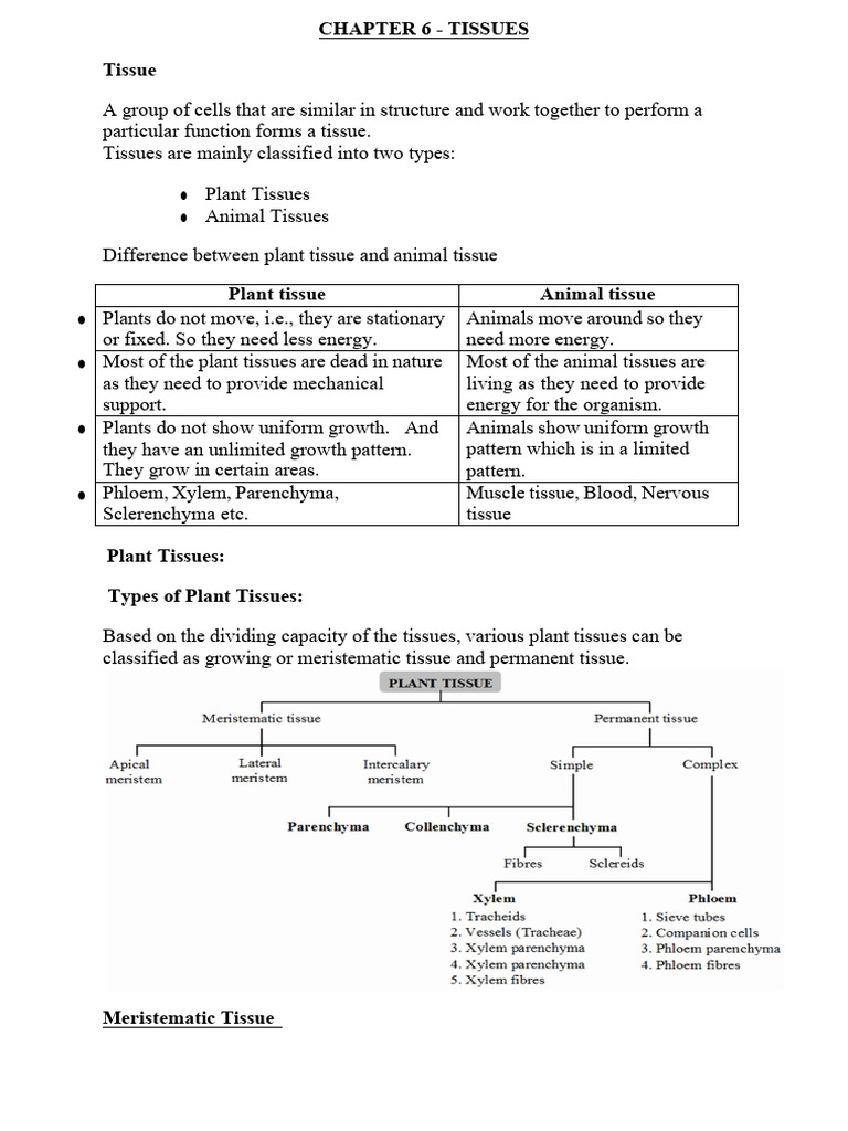 Overview of Plant Tissue Types | PDF | Tissue (Biology) | Plant Stem