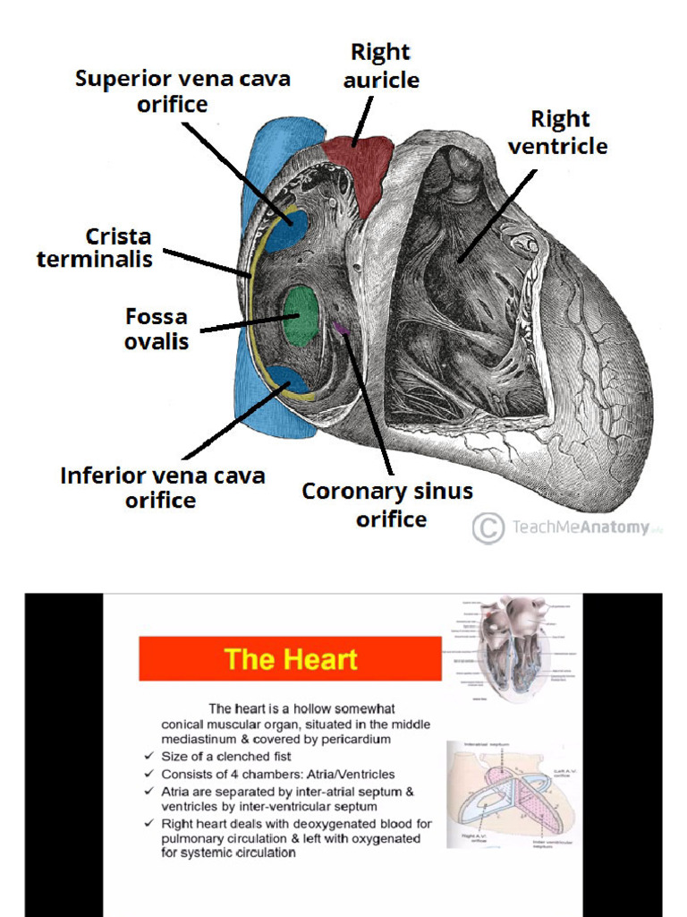 Anatomy of The Heart | PDF