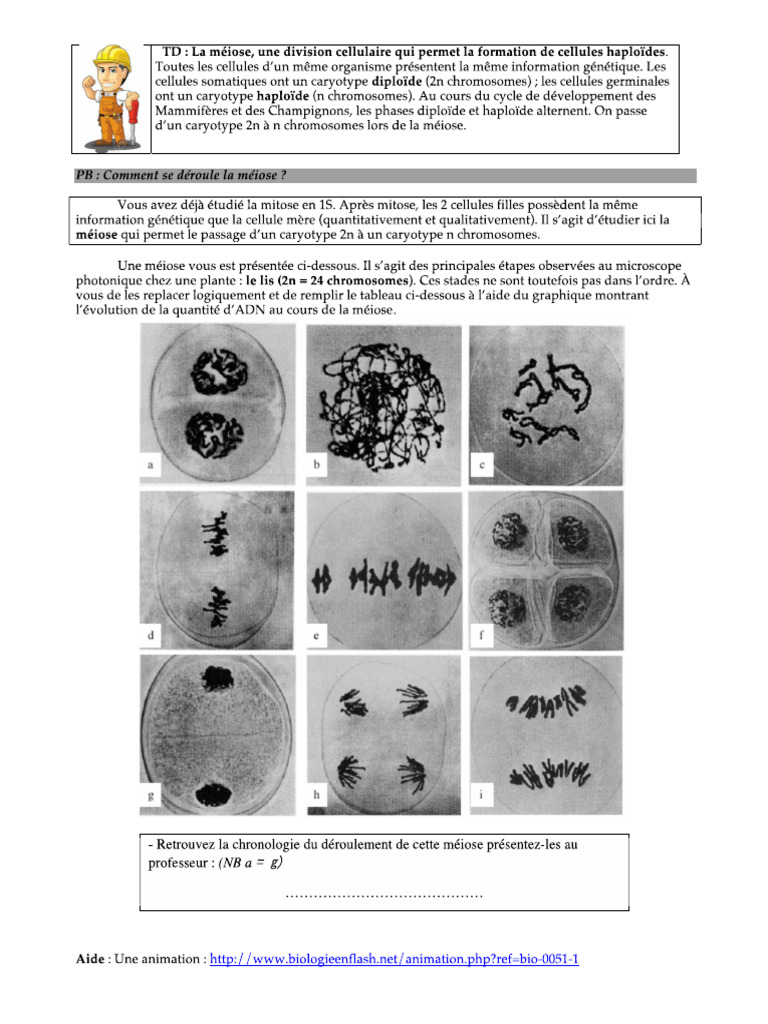 ressource méiose | PDF