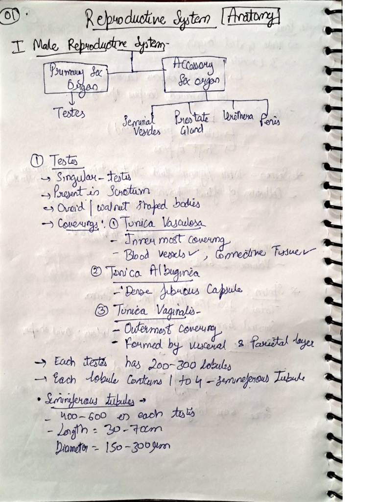 Male and Female Reproductive Anatomy | PDF | Testicle | Animal ...