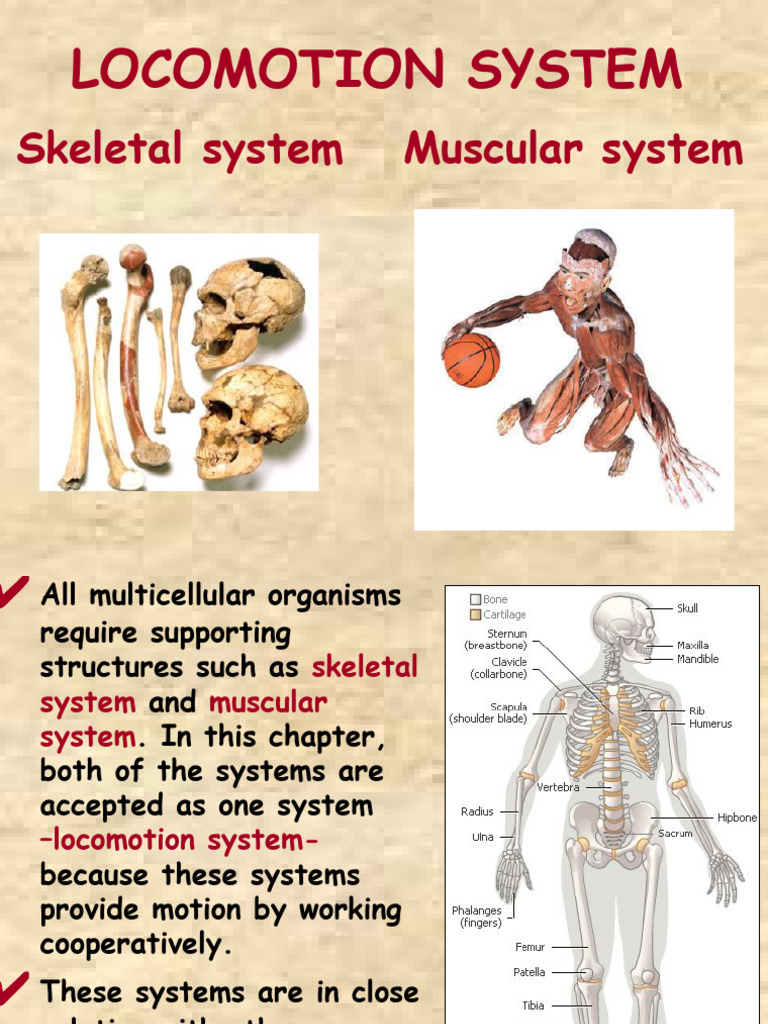 Overview of Locomotion Systems | PDF | Skeleton | Skeletal Muscle