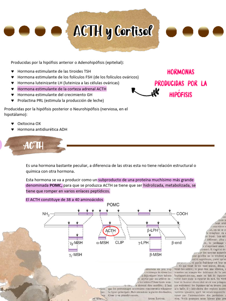 Efectos de ACTH y Cortisol en el Cuerpo | PDF | Cortisol | Hormona ...