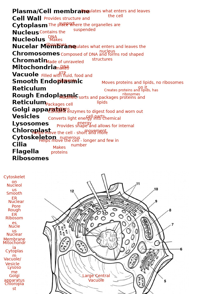 Cell Structure and Function Overview | PDF