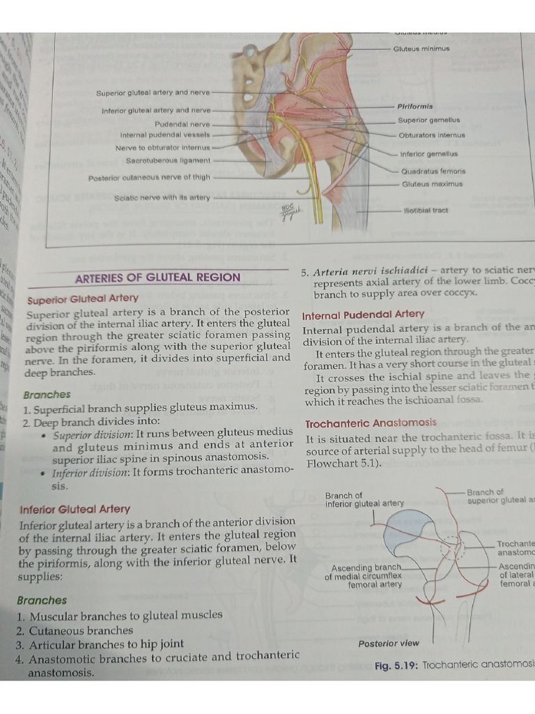 Gluteal Arteries | PDF