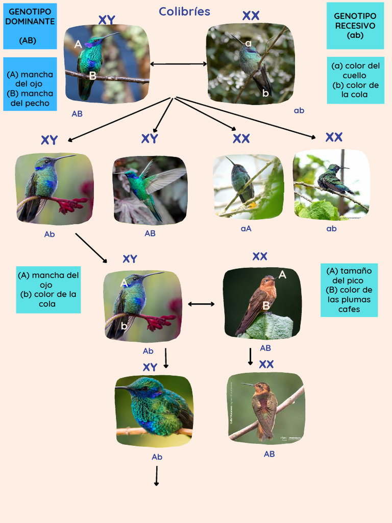 Colibries | PDF | Zoología | Ornitología