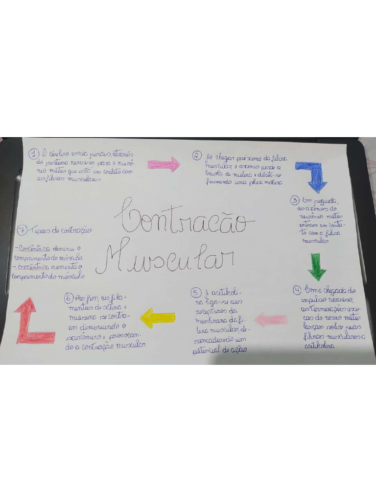 Contração Muscular Mapa Mental | PDF