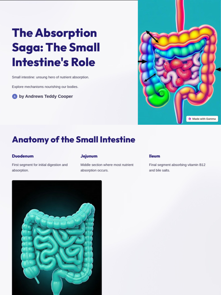 The Absorption Saga The Small Intestines Role | PDF