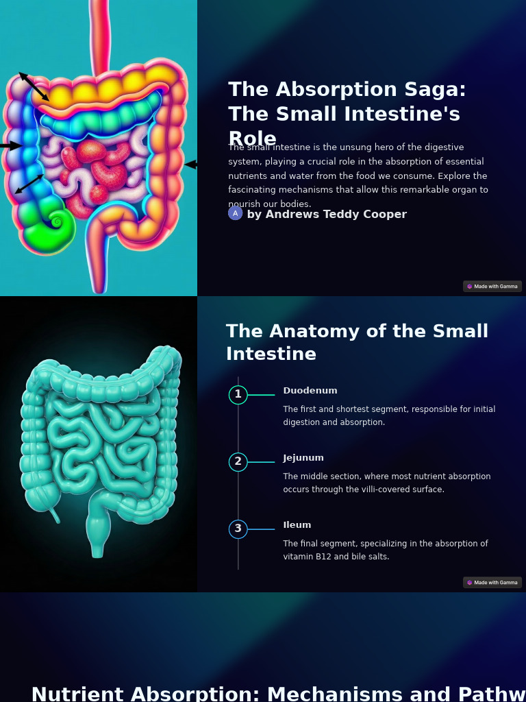 Small Intestine Nutrient Absorption | PDF | Small Intestine | Gastrointestinal Tract
